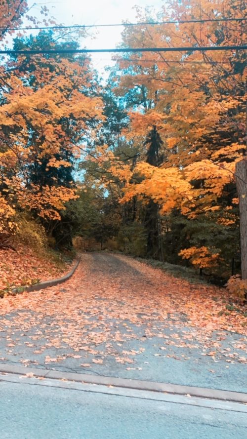 14 Places To See Epic Fall Colours in Ontario • The Daydream Diaries