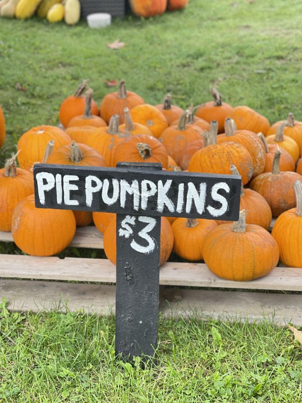 7 Of The Cutest Pumpkin Patches in Hamilton Ontario