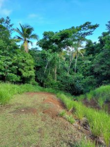 7 Beautiful Waterfalls in Grenada • The Daydream Diaries